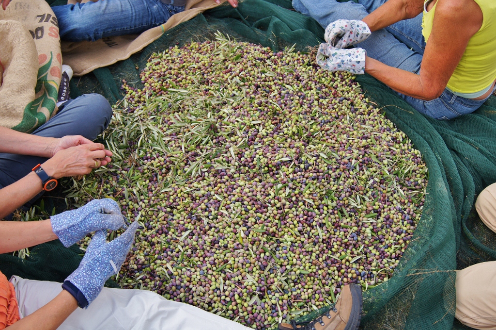 Olive-Picking-Weeks - picking olives on Kythira - a Greek island